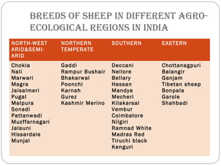 Sheeep breeds | PPT