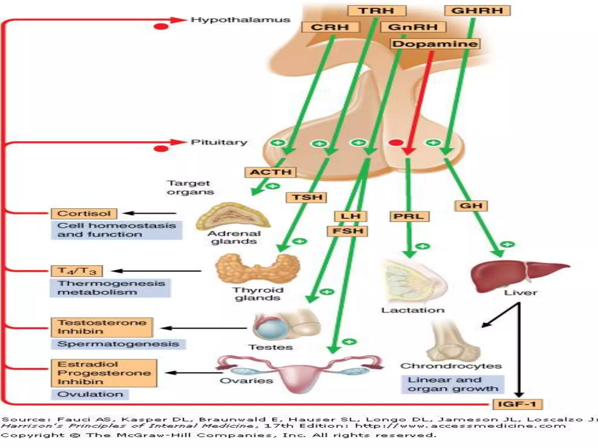 Sheehan's syndrome and simmond's syndrome | PPTX