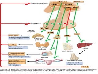 Sheehan's syndrome and simmond's syndrome | PPTX