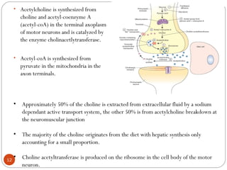 Neuromuscular junction | PPT