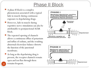 Neuromuscular junction | PPT