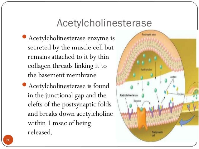 Neuromuscular junction