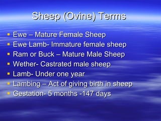 Sheep | PPT | Dogs | Pets