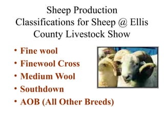 SHEEP animal science presentation for ag | PPT