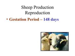 SHEEP animal science presentation for ag | PPTX