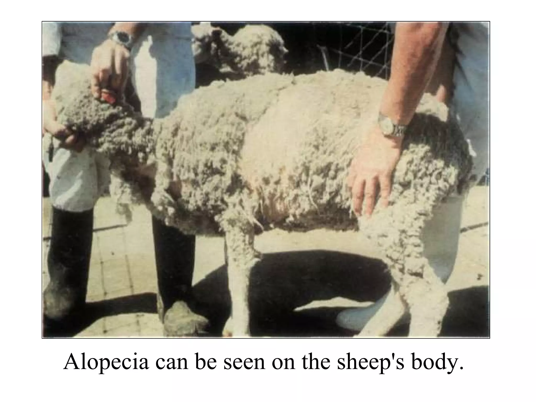 Sheep Diseases | PPT