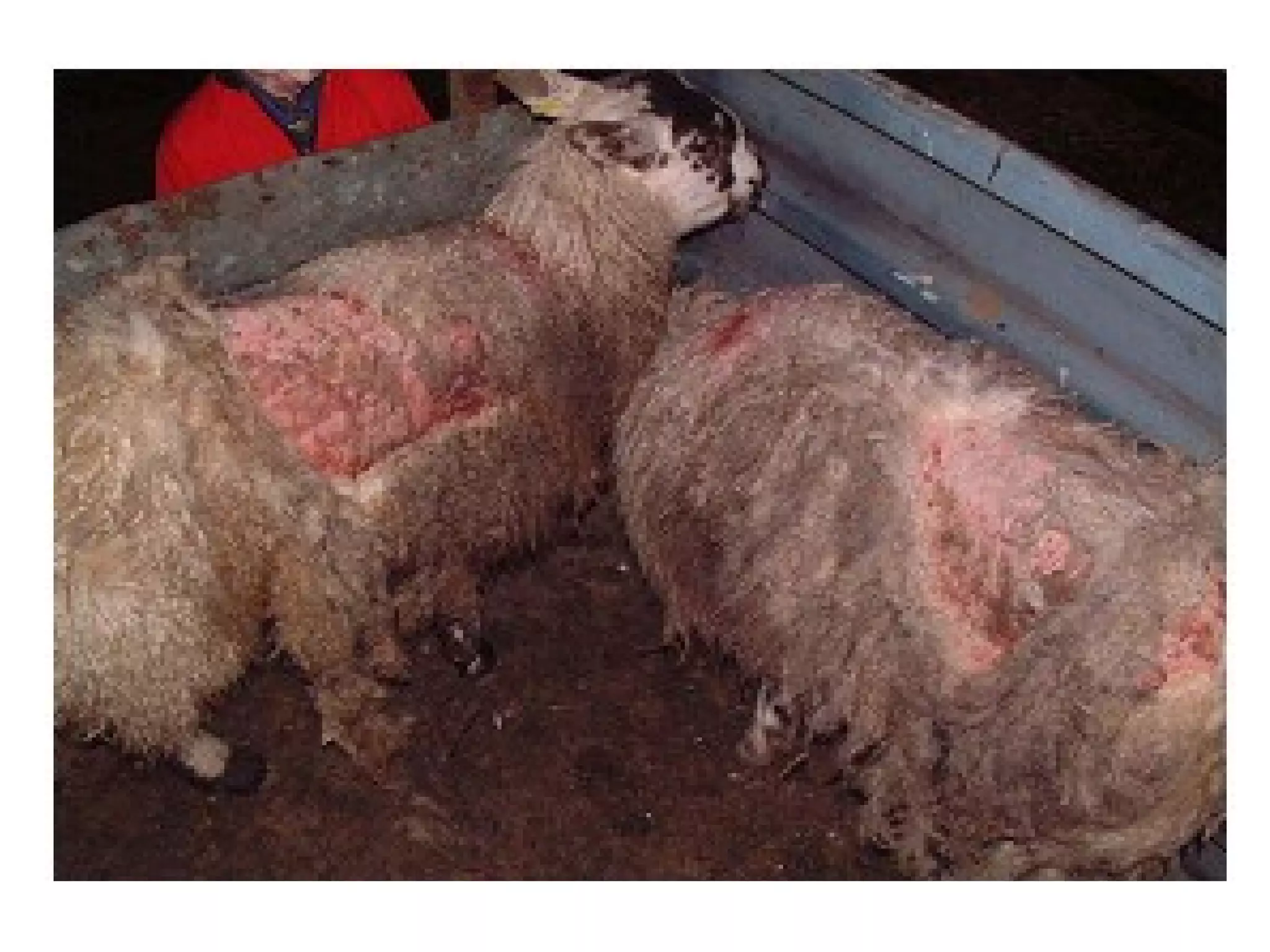 Sheep Diseases | PPT