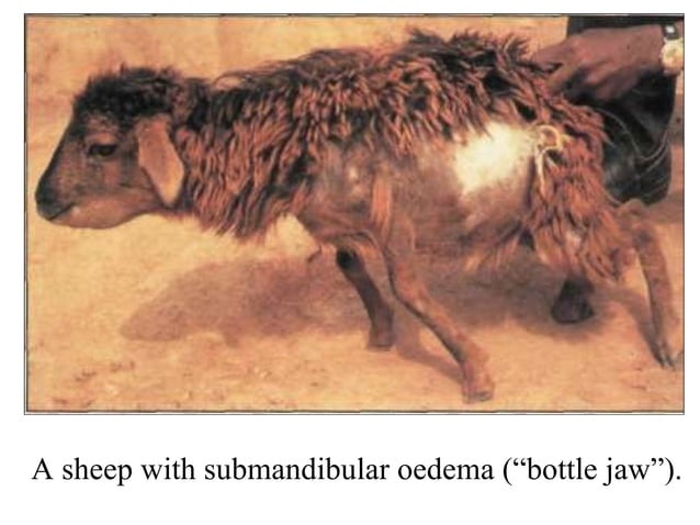 Sheep Diseases | PPT