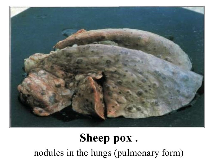 Sheep Diseases