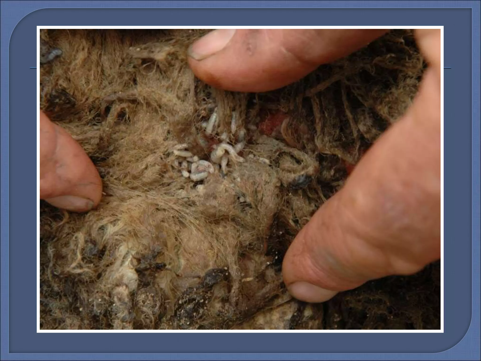 Sheep diseases | PPT