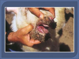 Sheep diseases | PPT
