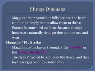 Sheep diseases | PPT