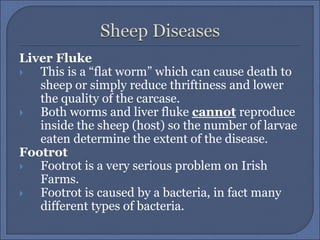 Sheep diseases | PPT