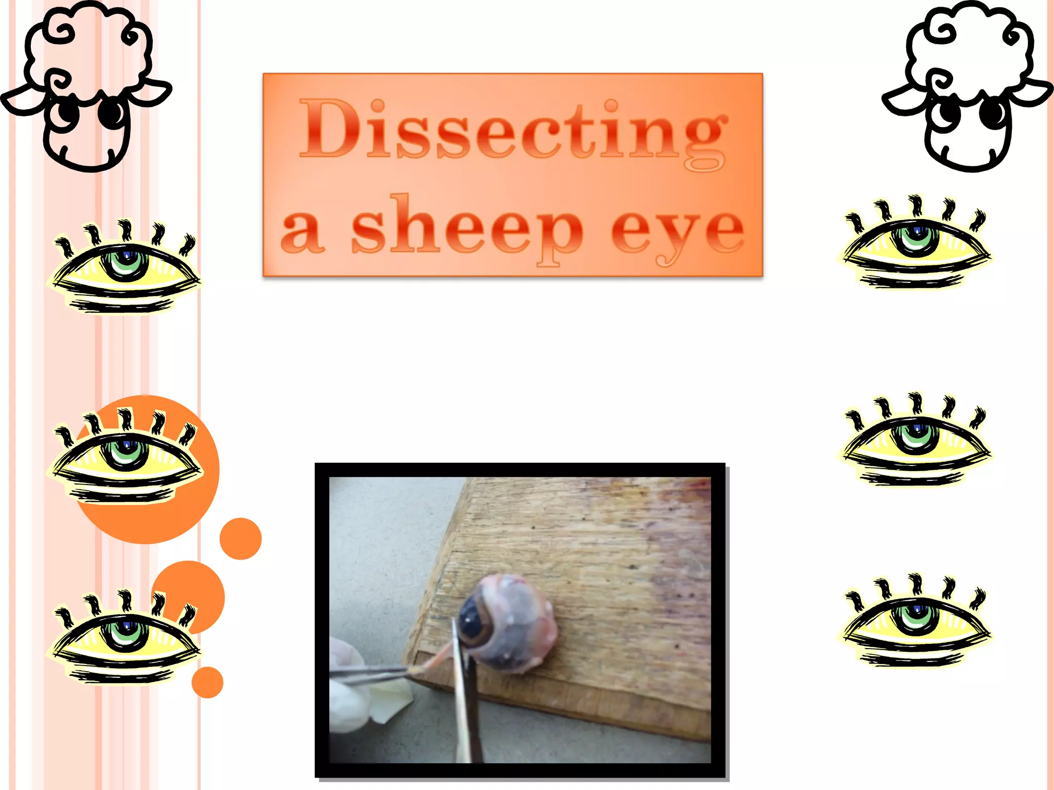 Sheep Eye Dissection | PPT