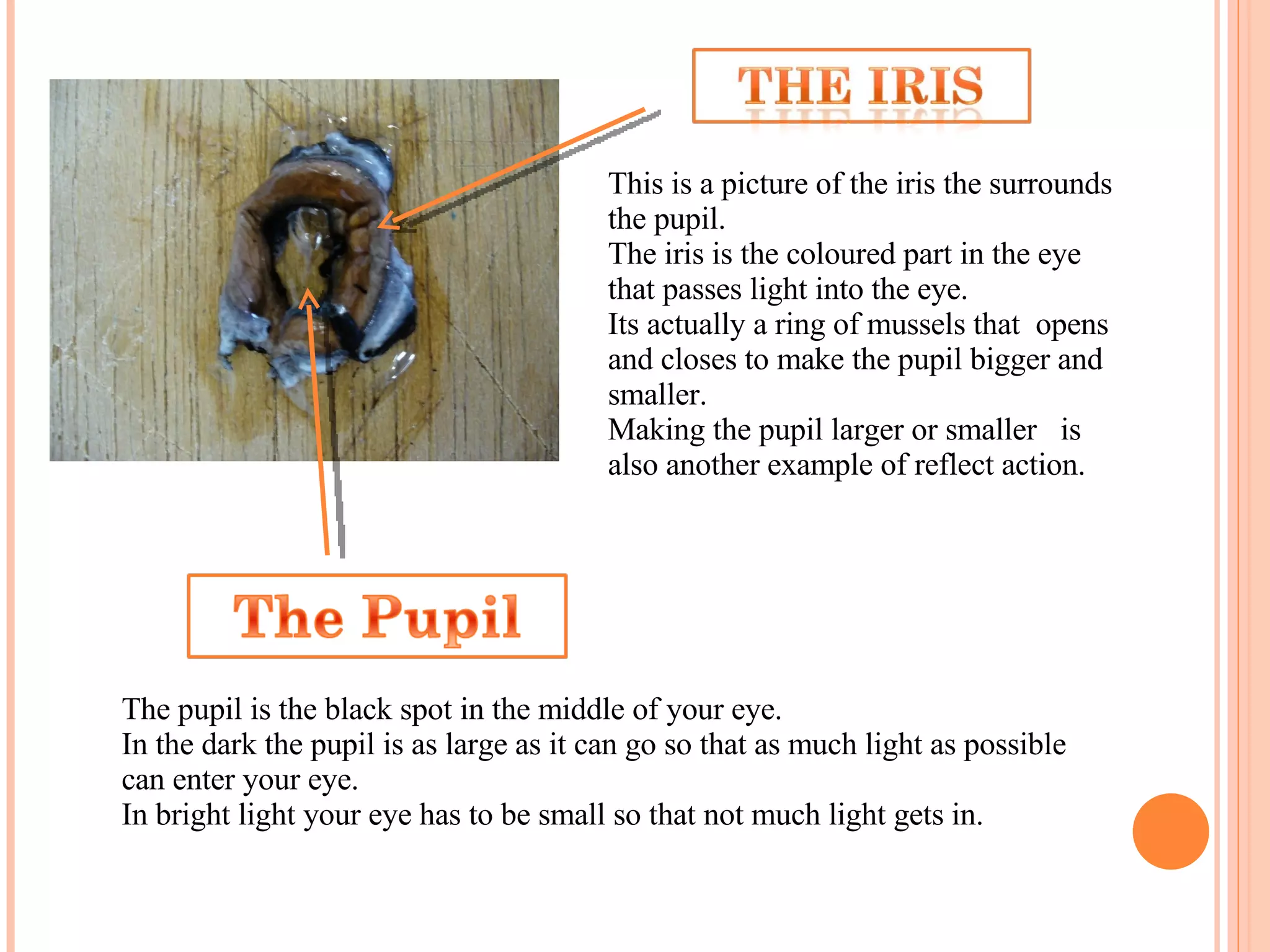 Sheep Eye Dissection | PPT