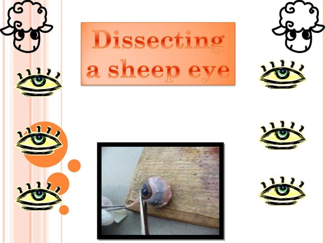 Sheep Eye Dissection | PPT