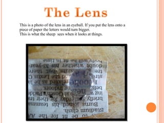 Sheep Eye Dissection | PPT