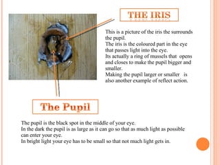 Sheep Eye Dissection | PPT