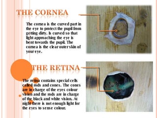 Sheep Eye Dissection | PPT