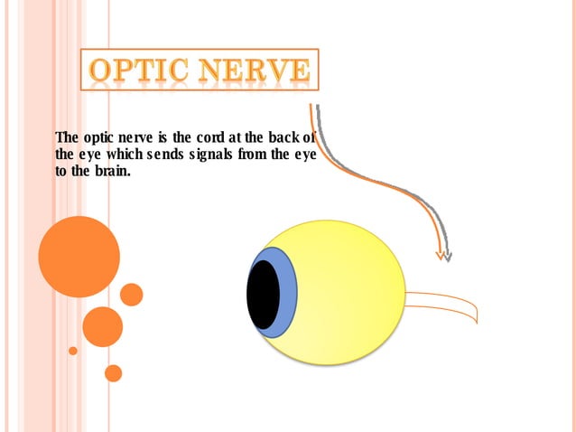 Sheep Eye Dissection | PPT
