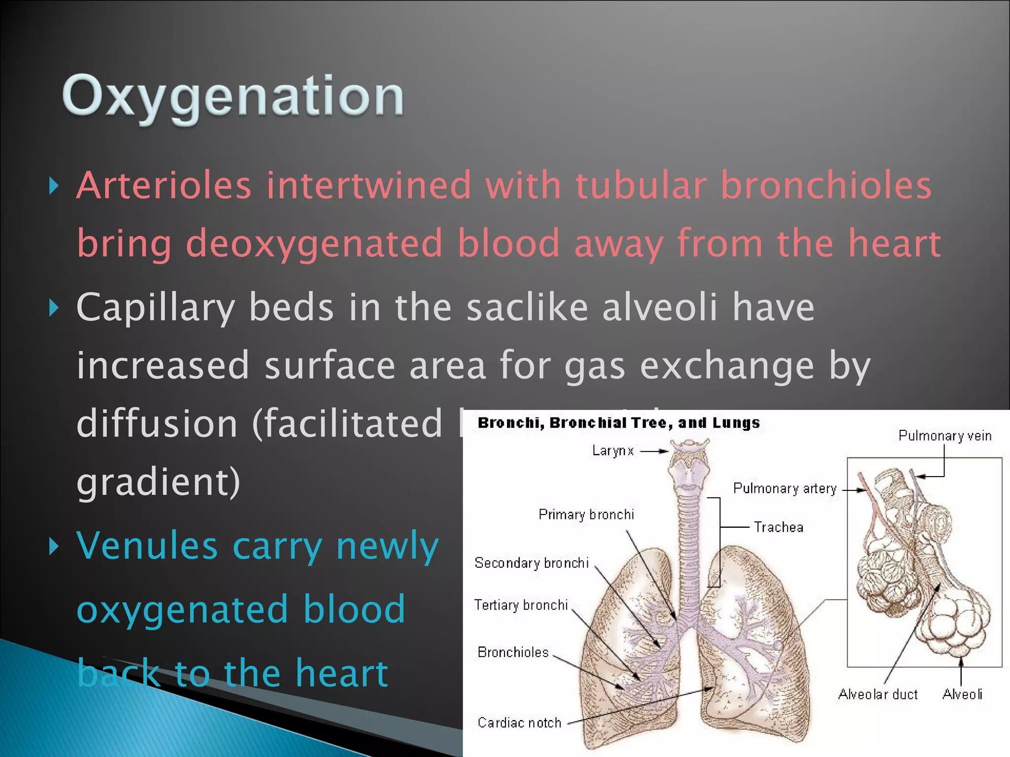 Sheep Heart Dissection | PPT