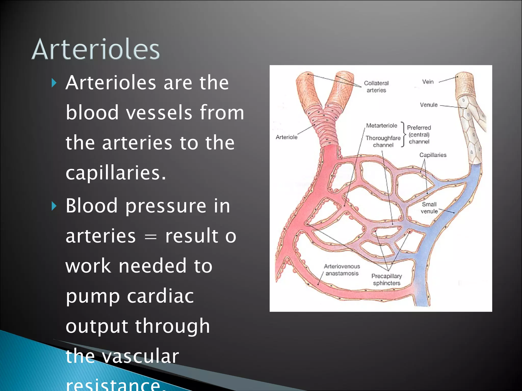 Sheep Heart Dissection | PPT