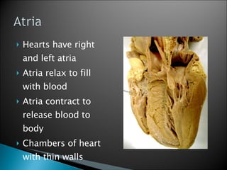 Sheep Heart Dissection | PPT