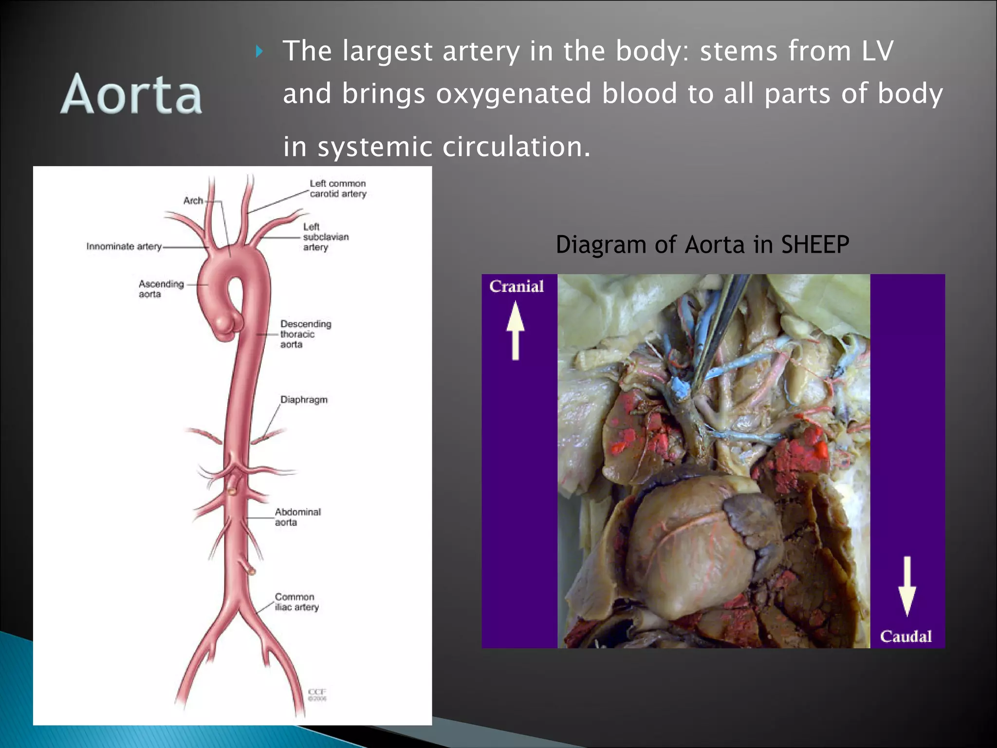 Sheep Heart Dissection | PPT