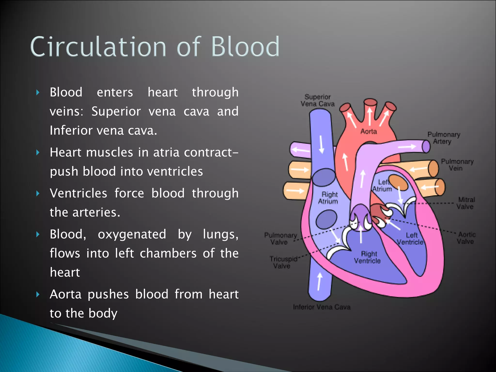 Sheep Heart Dissection | PPT