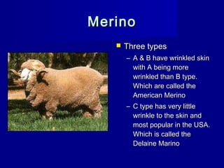 Sheep and Goat | PPT