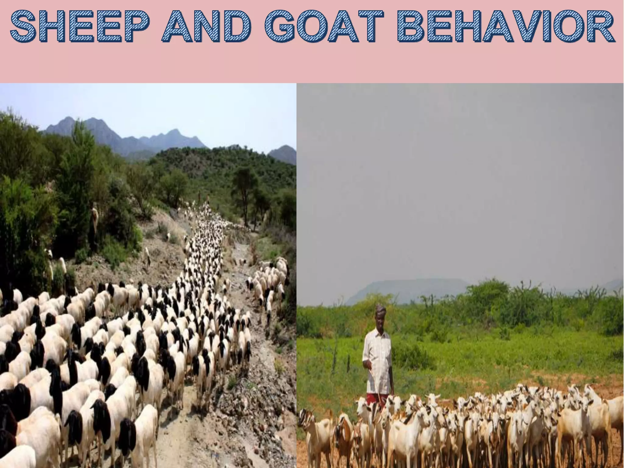 Sheep and goat behavior | PPTX