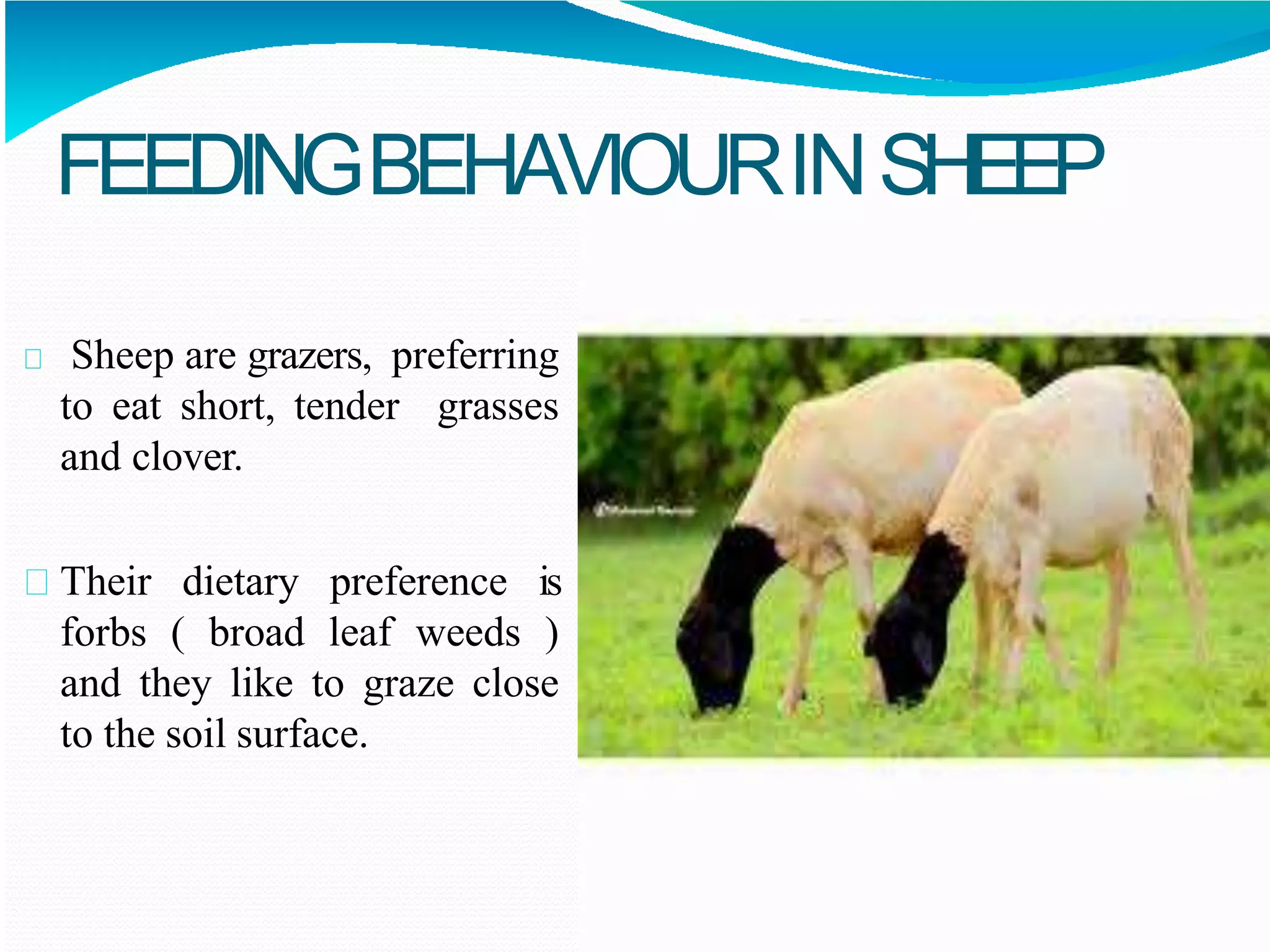 Sheep and goat behavior | PPTX