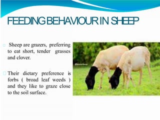 Sheep and goat behavior | PPT