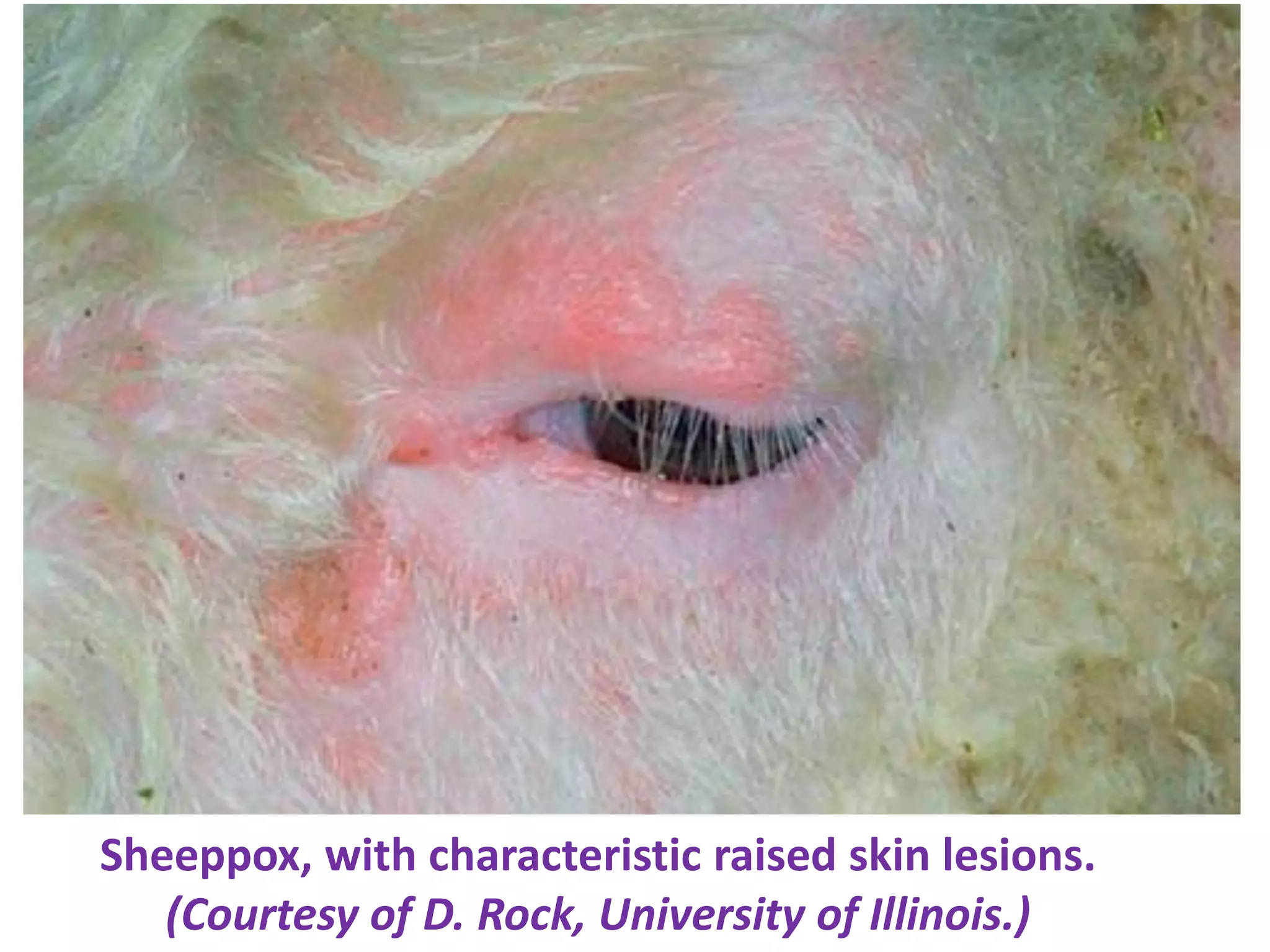 Sheep and goat pox | PDF