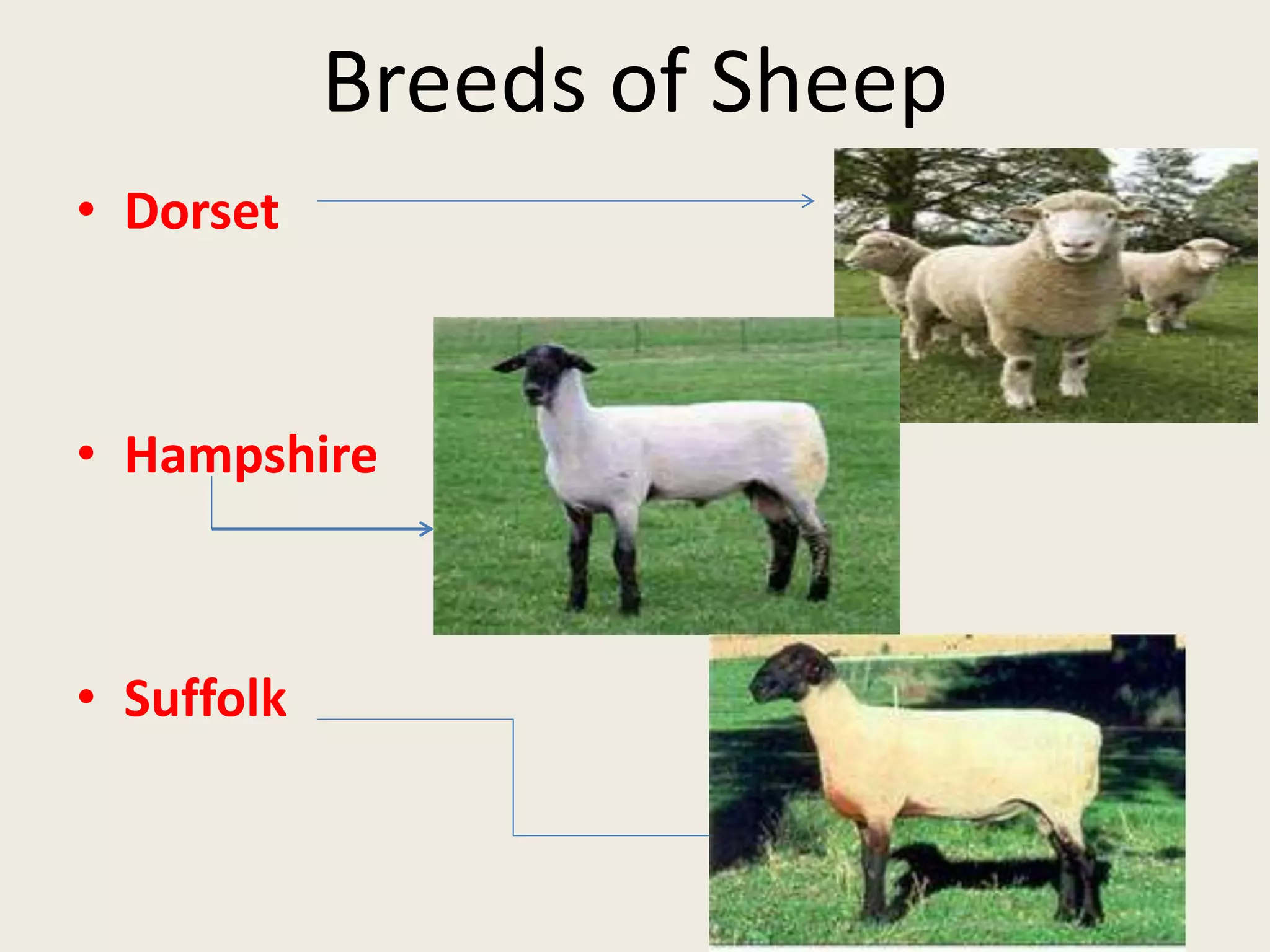 sheep_and_goats.ppt | Dogs | Pets