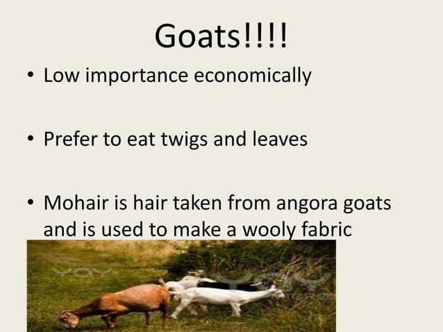 sheep_and_goats.ppt