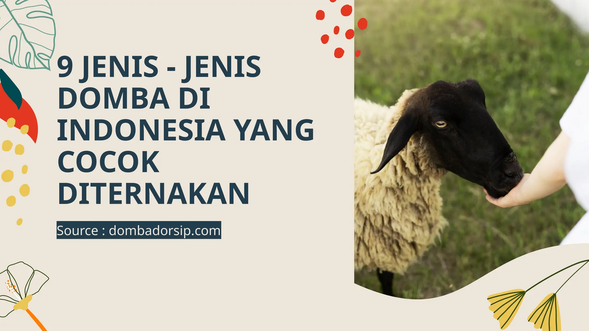 9 Jenis-jenis domba di Indonesia yang cocok untuk diternak .pptx