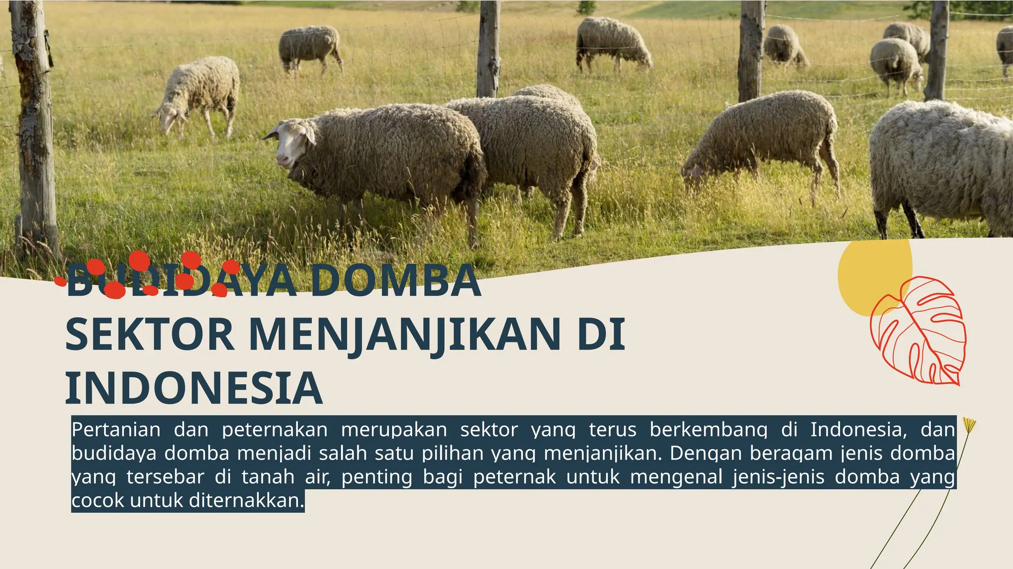 9 Jenis-jenis domba di Indonesia yang cocok untuk diternak .pptx