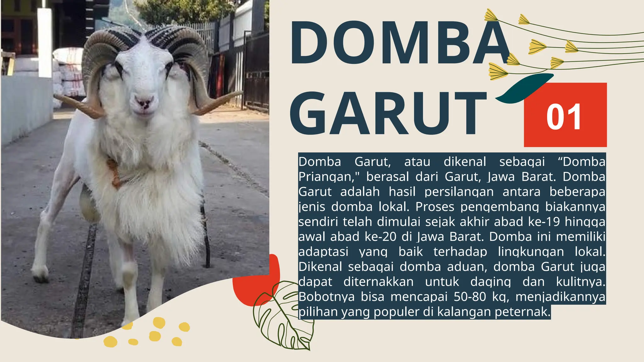 9 Jenis-jenis domba di Indonesia yang cocok untuk diternak .pptx