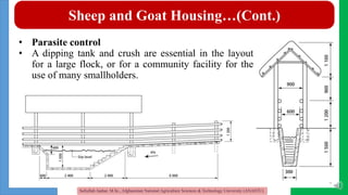 Sheep and goats housing management | PPTX