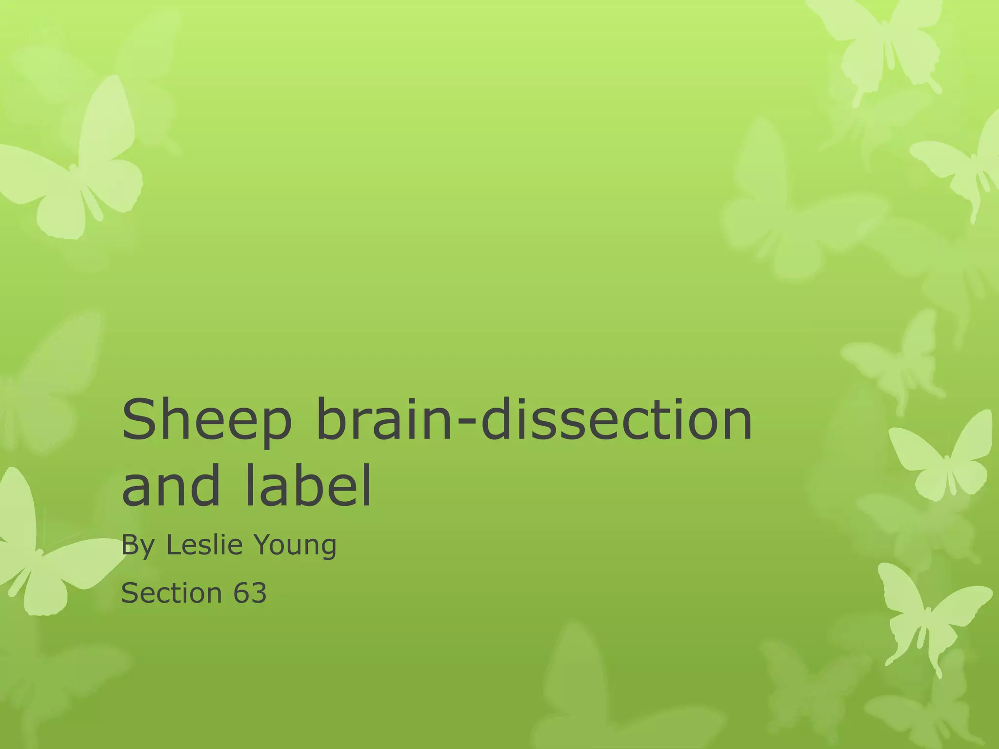 Sheep brain dissection and label | PPTX