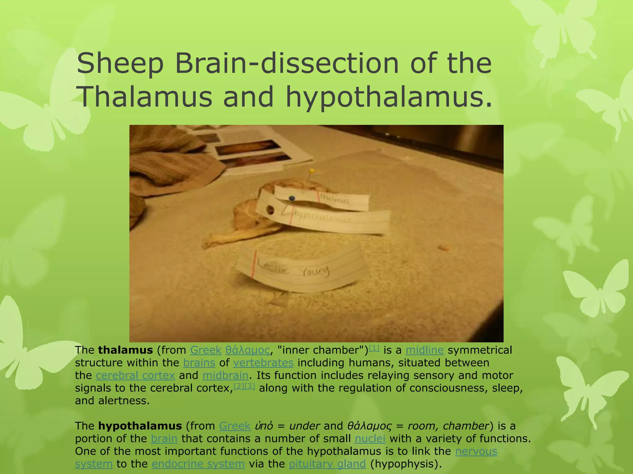 Sheep brain dissection and label | PPTX