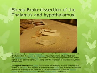 Sheep brain dissection and label | PPTX
