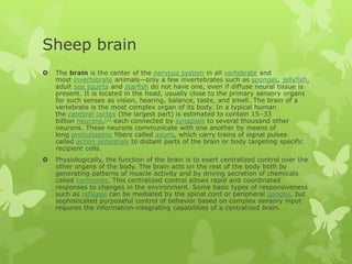 Sheep brain dissection and label | PPTX