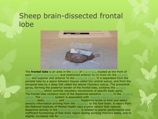 Sheep brain dissection and label | PPTX