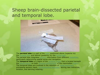 Sheep brain dissection and label | PPTX