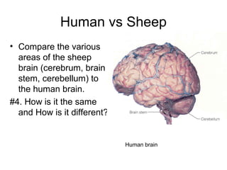 Sheep+brain+dissection | PPT