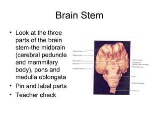Medulla Oblongata Sheep Brain