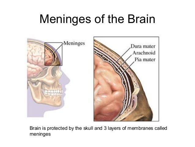 Sheep+brain+dissection