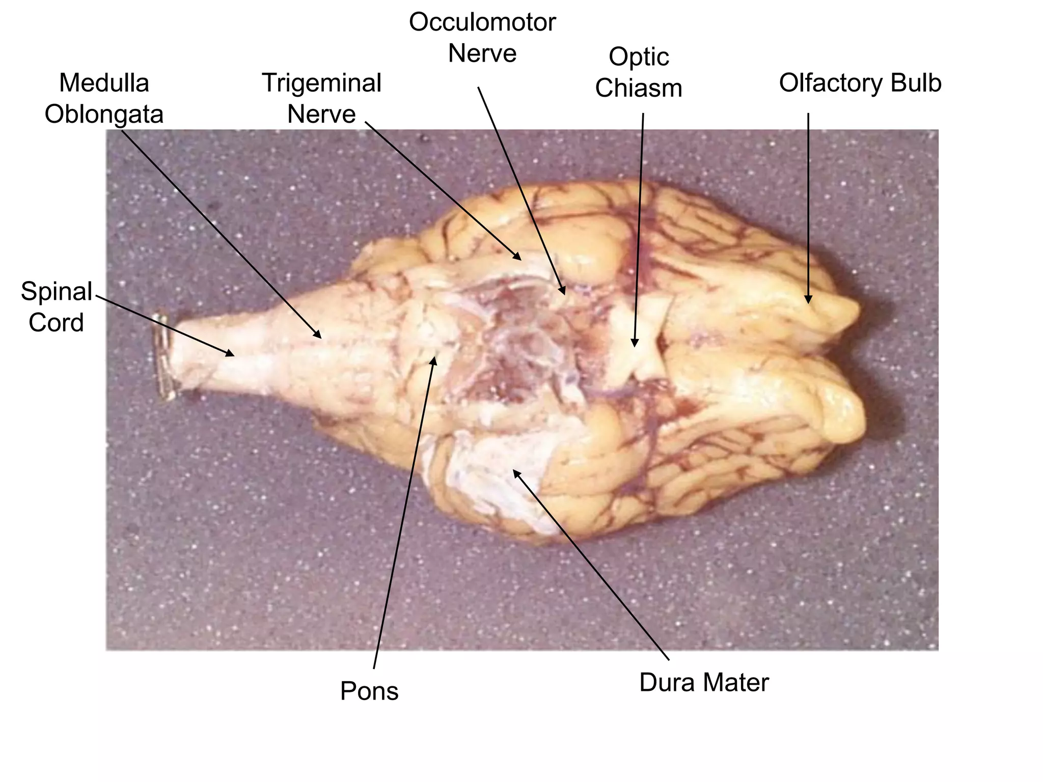 Sheep brain gross anatomy | PDF